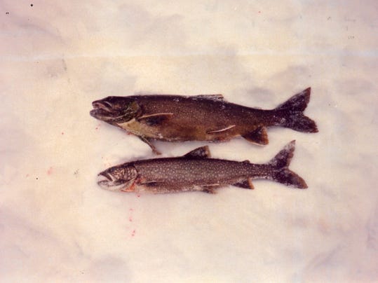splake trout mn