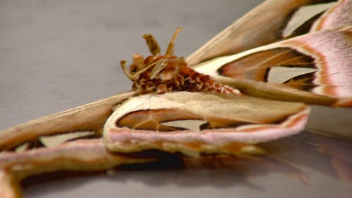 largest moth ever recorded