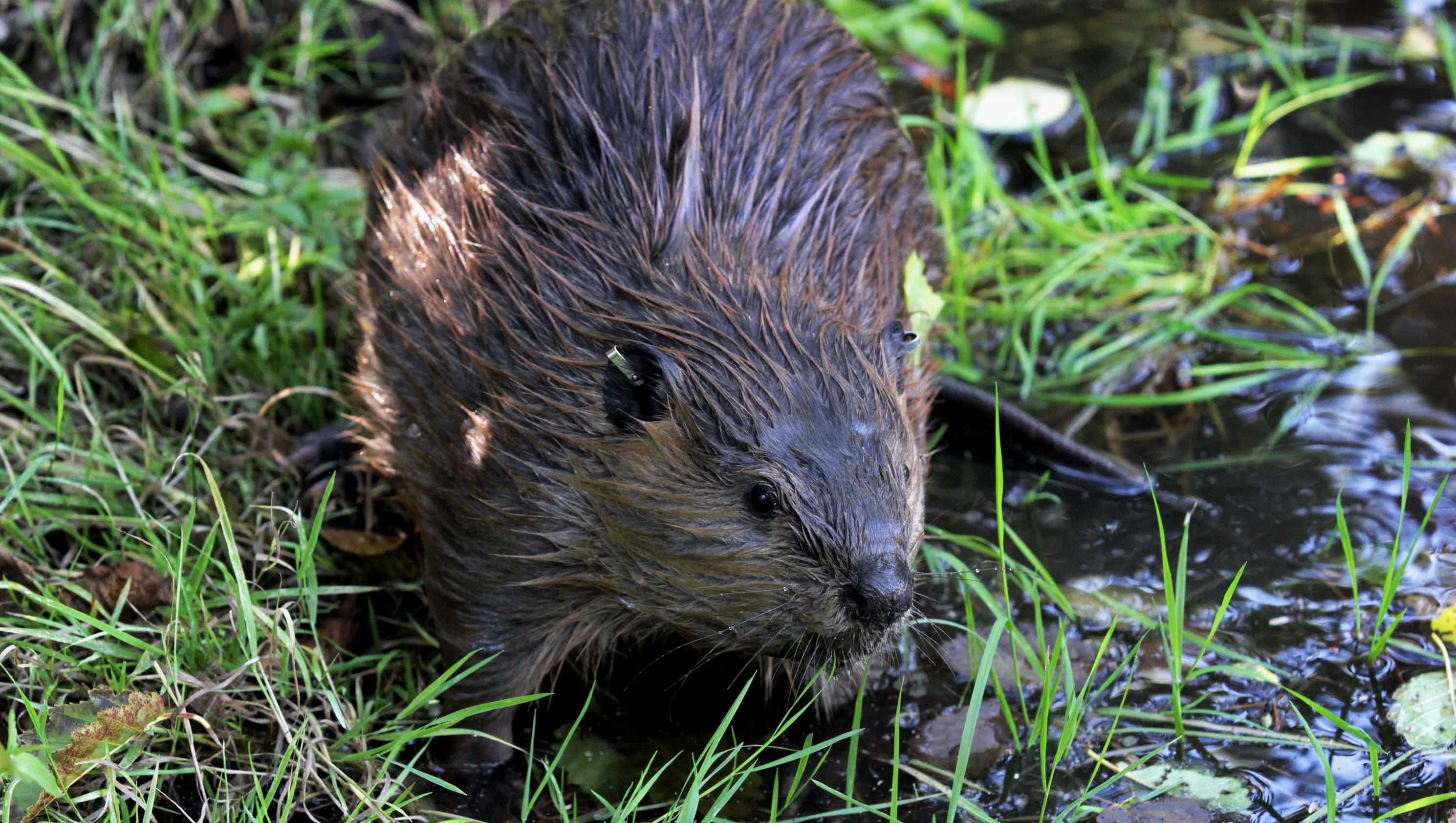New climate change culprit: Beavers