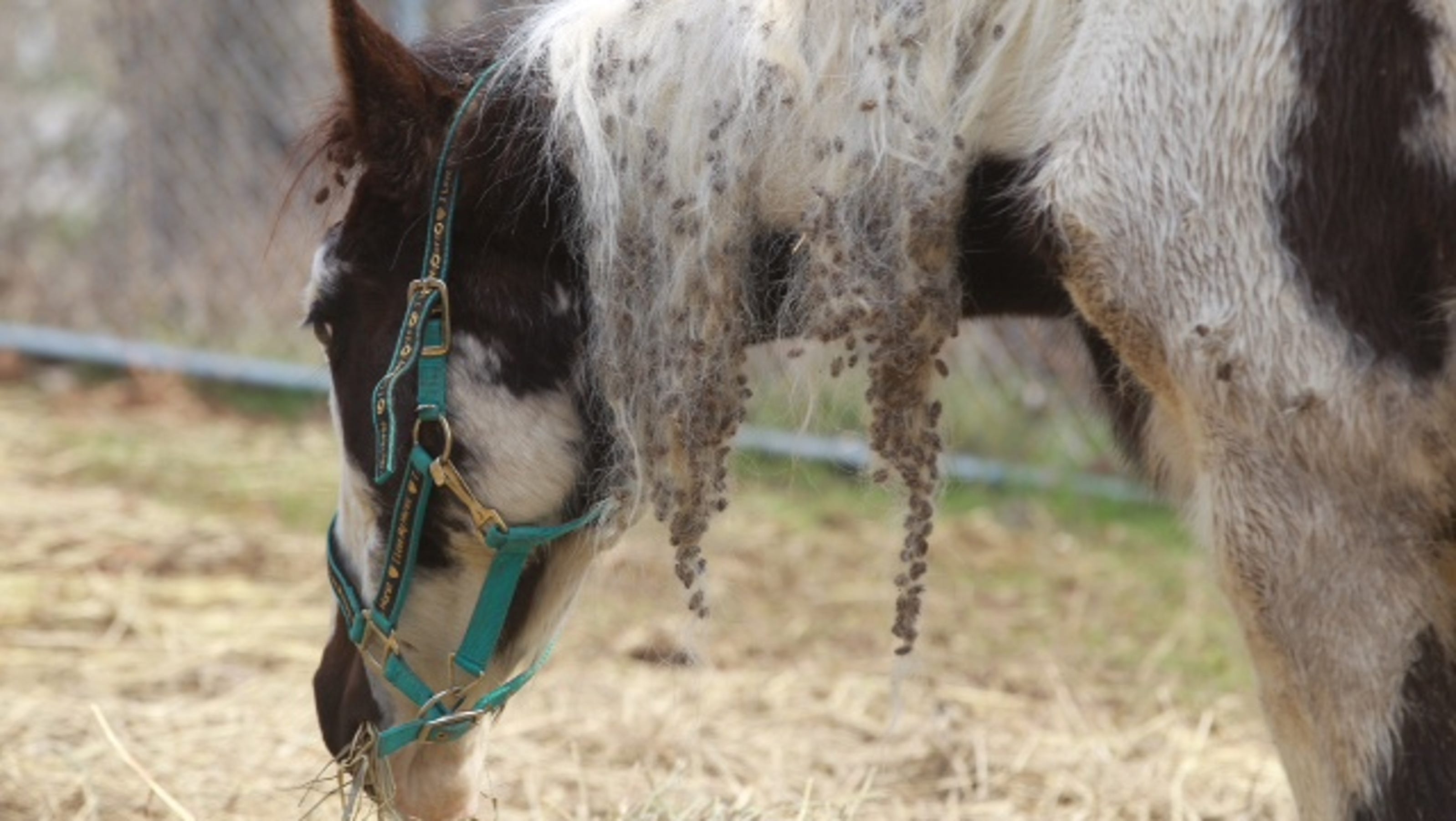Horse Farm worst Case Of Animal Cruelty I ve Seen horse-farm-worst-case-of-animal-cruelty-i-ve-seen