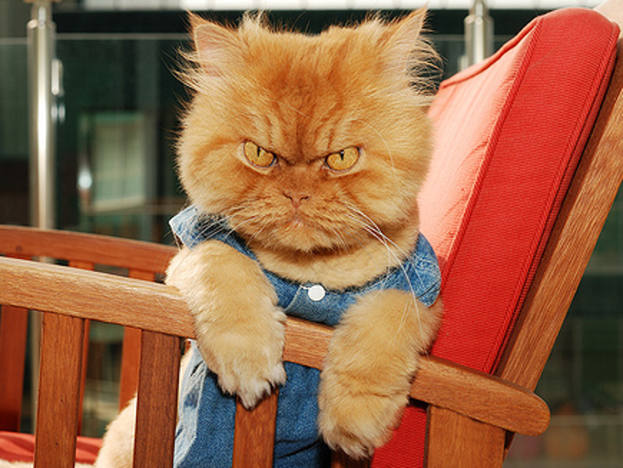 very grumpy cat