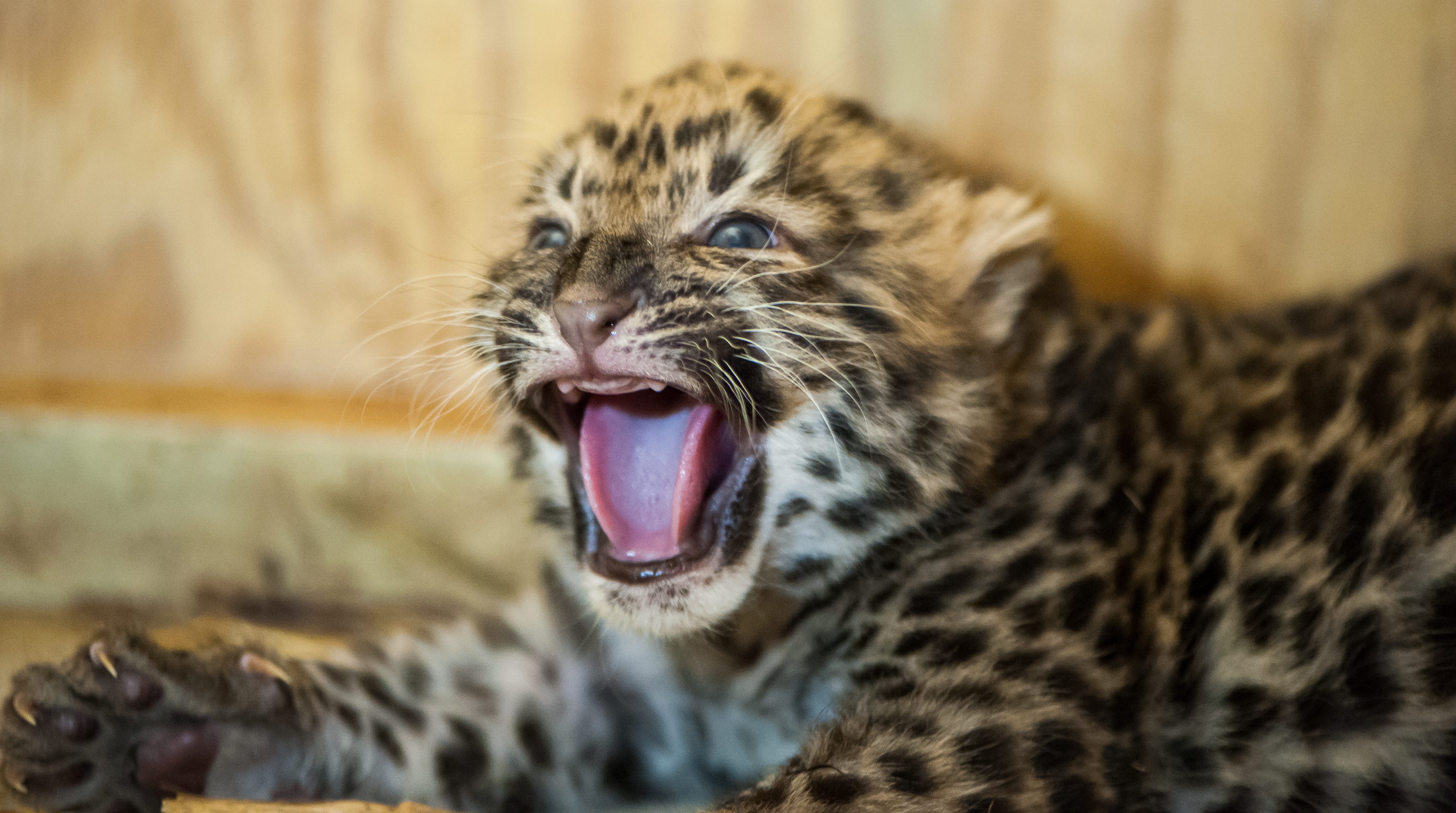 laughing leopard