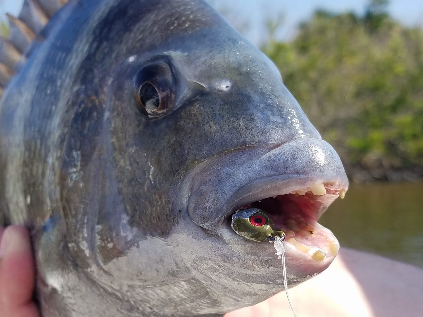 Black Drum Teeth