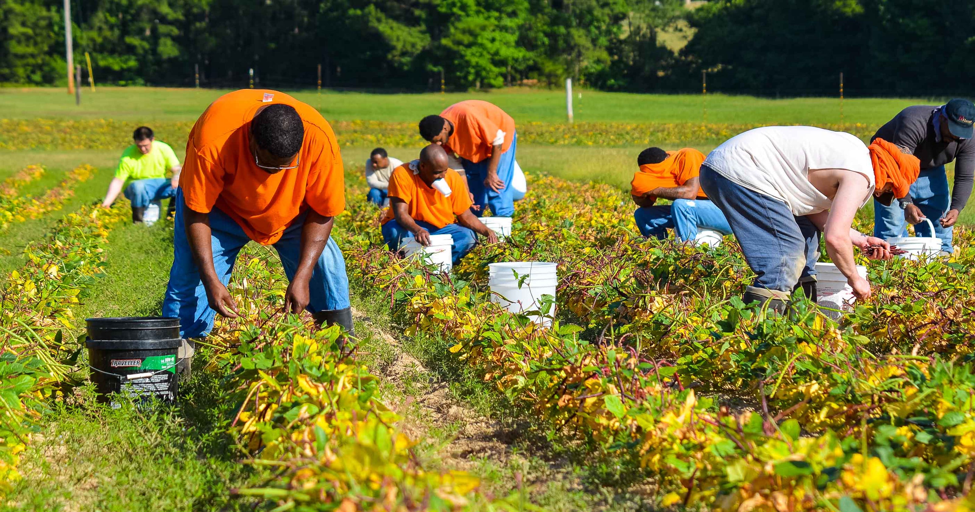 Bossier inmates harvest vegetables at pea farm