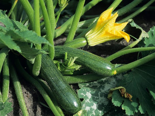 Beyond the bread: 8 zucchini recipes