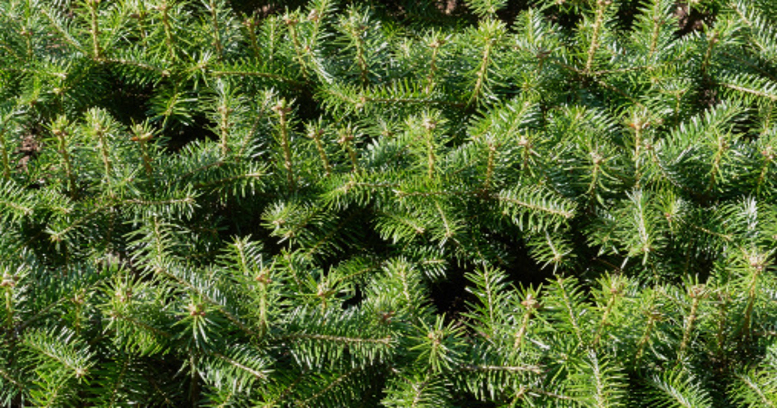 Spruce budworm attacks northern Michigan evergreen trees