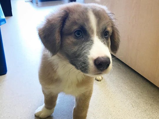 This adorable Great Pyrenees/Australian Shepherd mix in Nashville needs ...