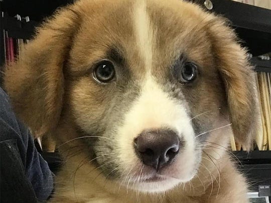 This adorable Great Pyrenees/Australian Shepherd mix in Nashville needs ...