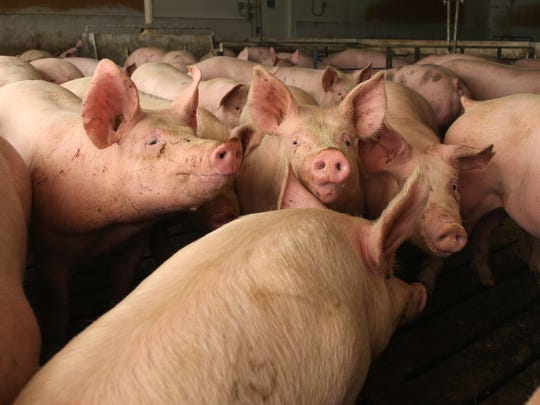 Iowa's largest pork producer is adding 90,000 hogs amid call for moratorium