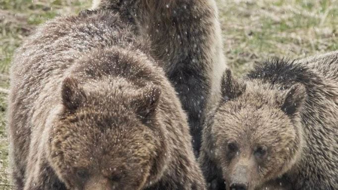 Grizzly bear attacks Michigan man while hunting in Alaska