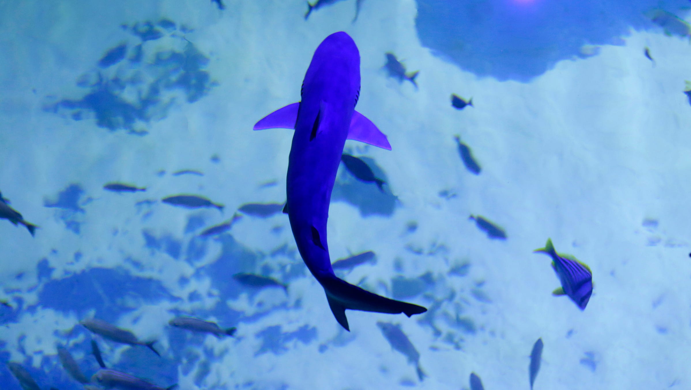 New aquarium welcomes 6 sharks to Great Lakes Crossing