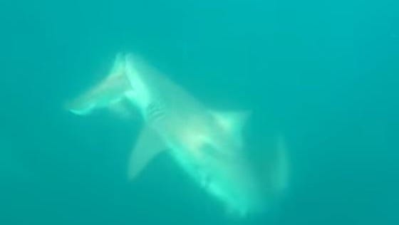 Hammerhead Shark Eating Stingray