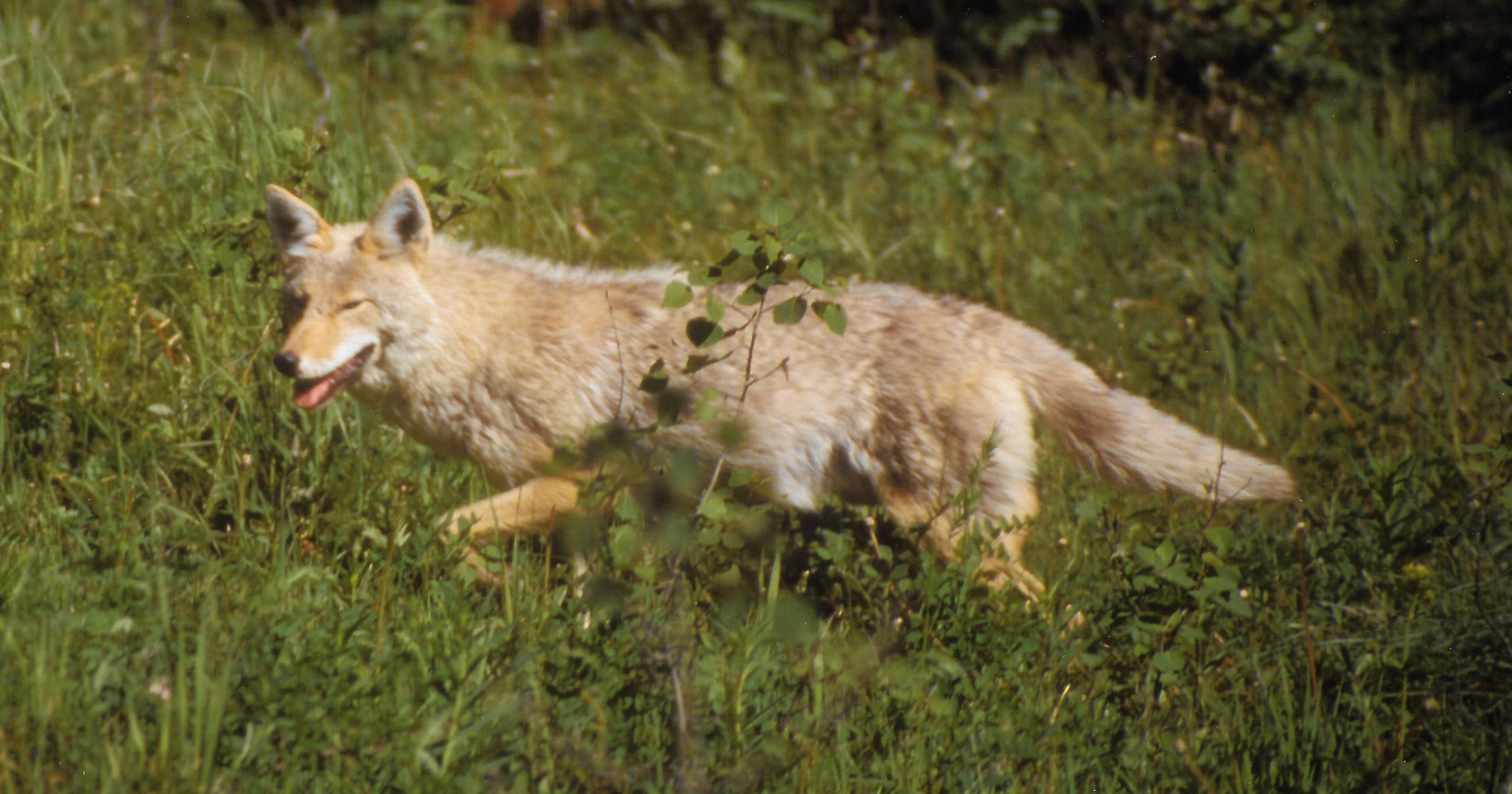Eastern coyotes three species in one