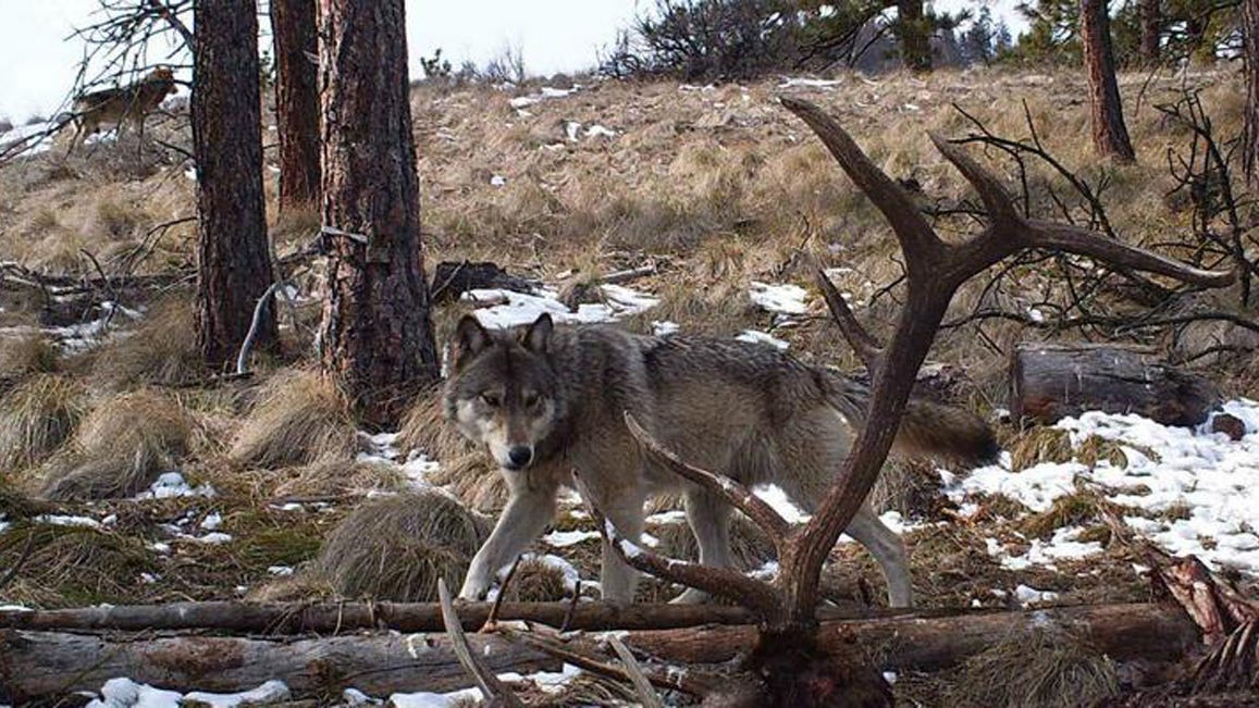 'The Real Wolf' author in Salem on Feb. 19