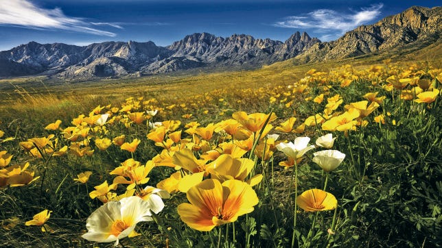 Gold poppies first took root in El Paso's past