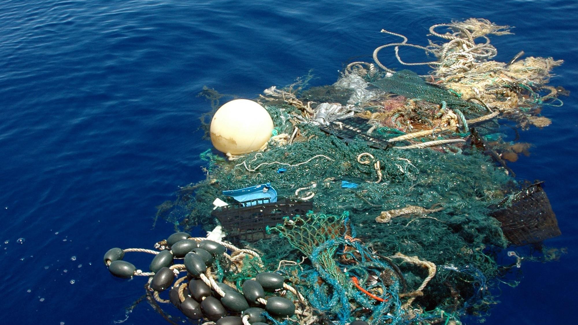 Help! Our trash in the ocean is killing animals, destroying ecosystems