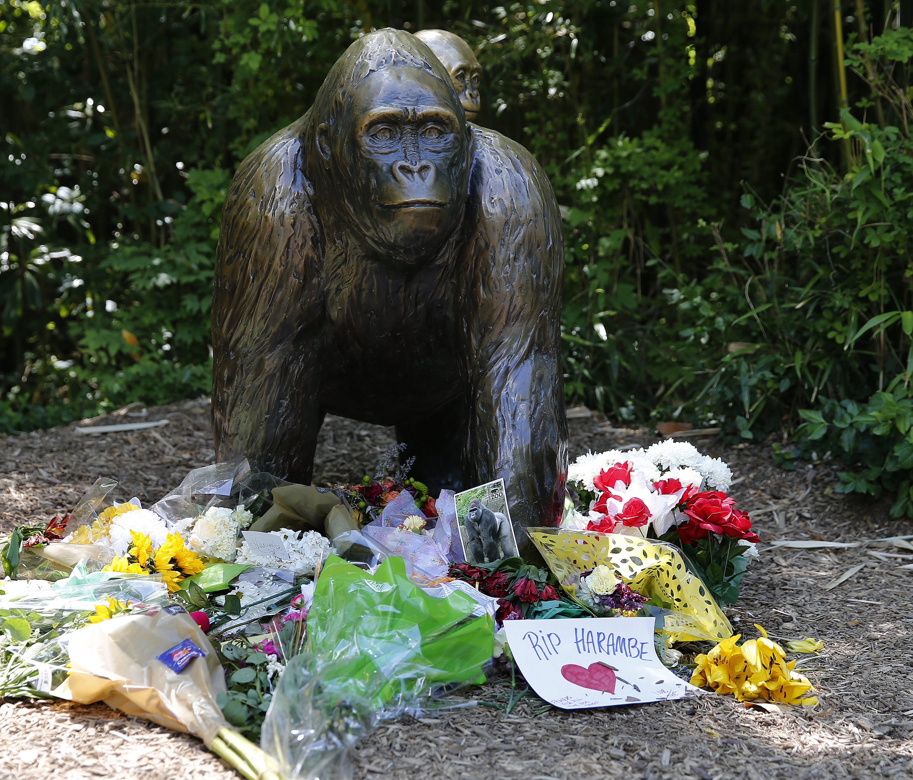 What's next in Harambe investigation? | krem.com