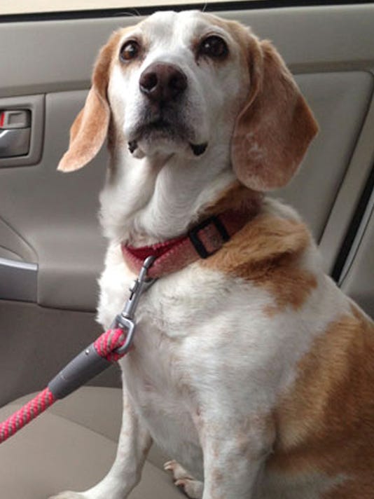 Family faces $1M suit after their beagle is attacked, killed