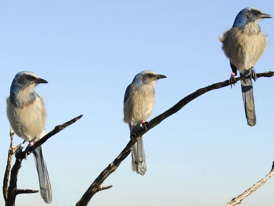 Mockingbird vs. scrub-jay – just the facts