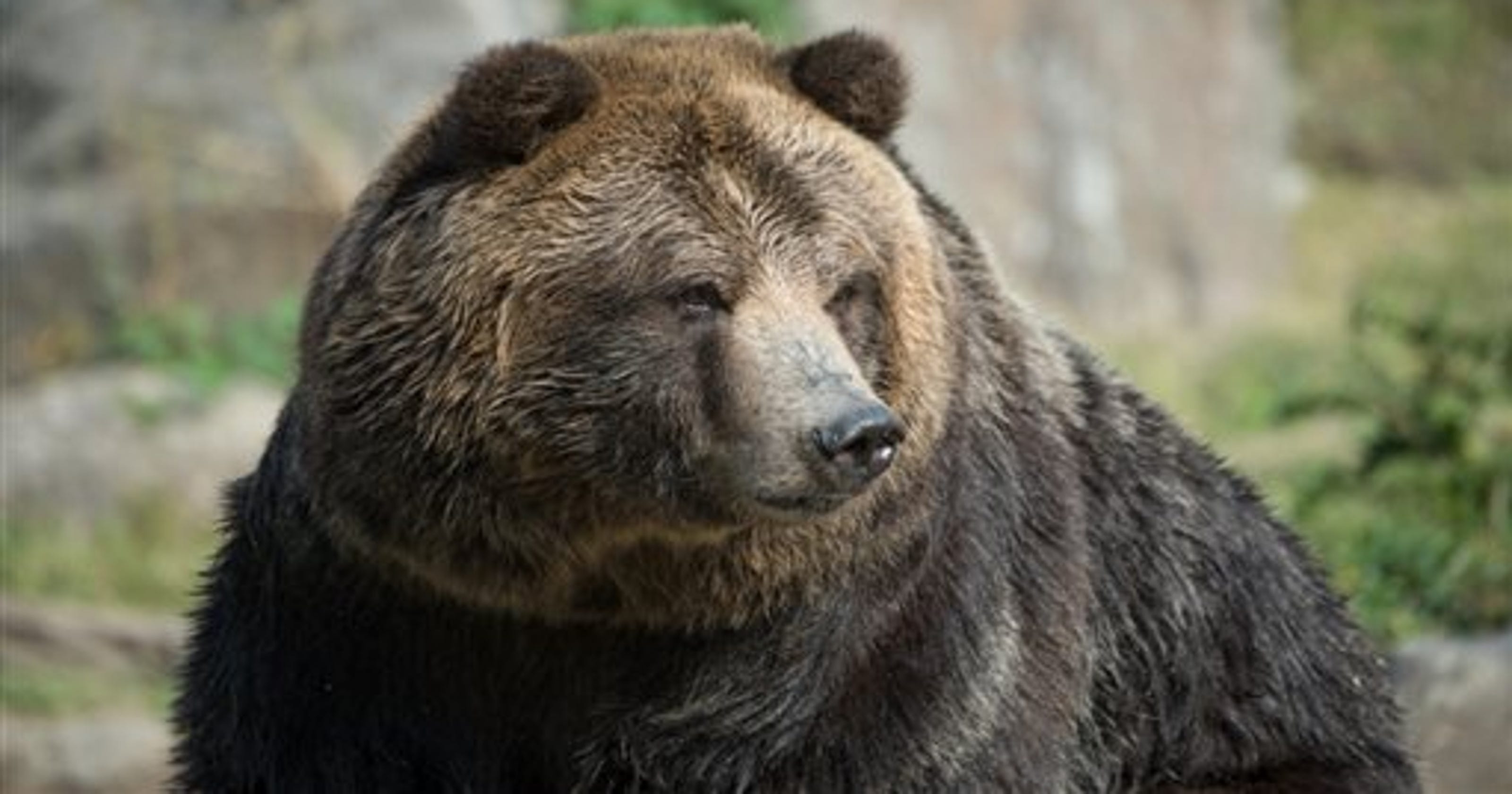 NY's Central Park Zoo getting 2 grizzly bears
