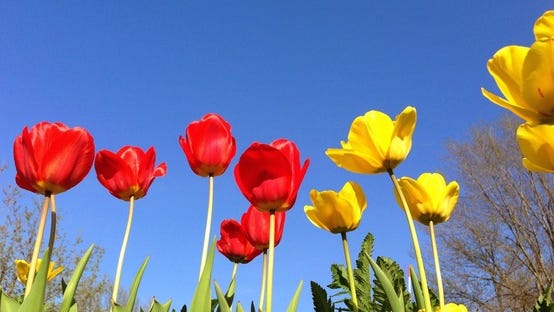 Spring equinox 2022: Spring starts Sunday, March 20