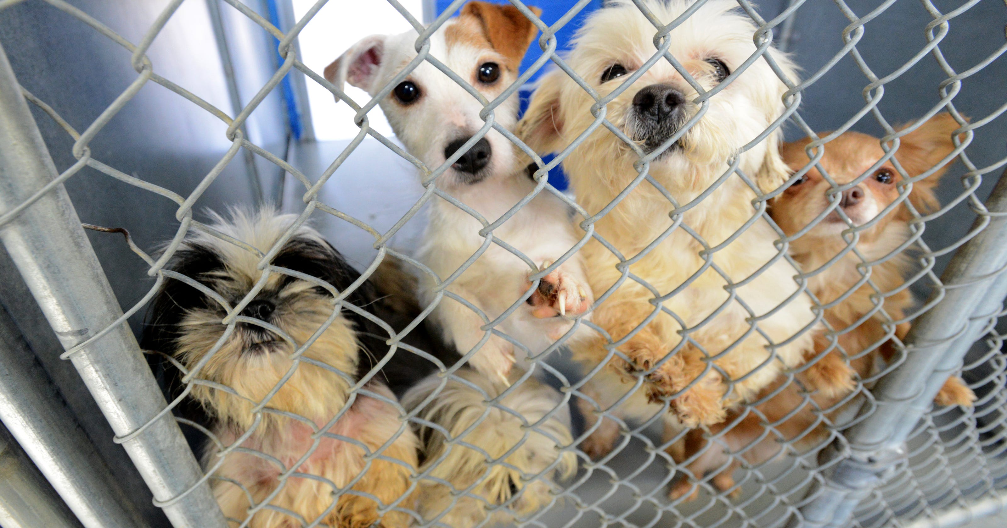 Humane Society seizes 57 dogs in animal neglect case