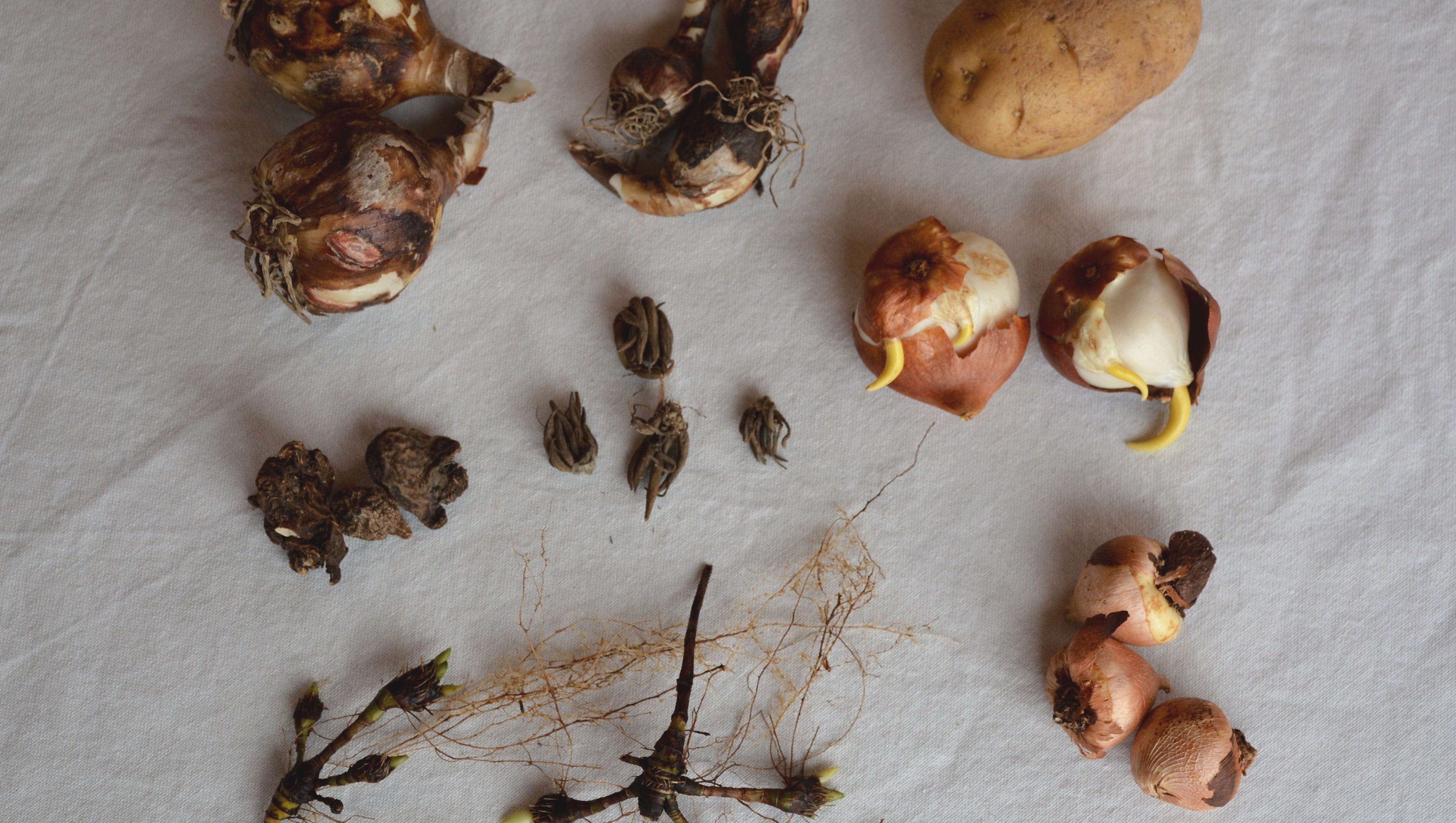 Making sense of bulbs, corms, tubers, tuberous roots, and rhizomes