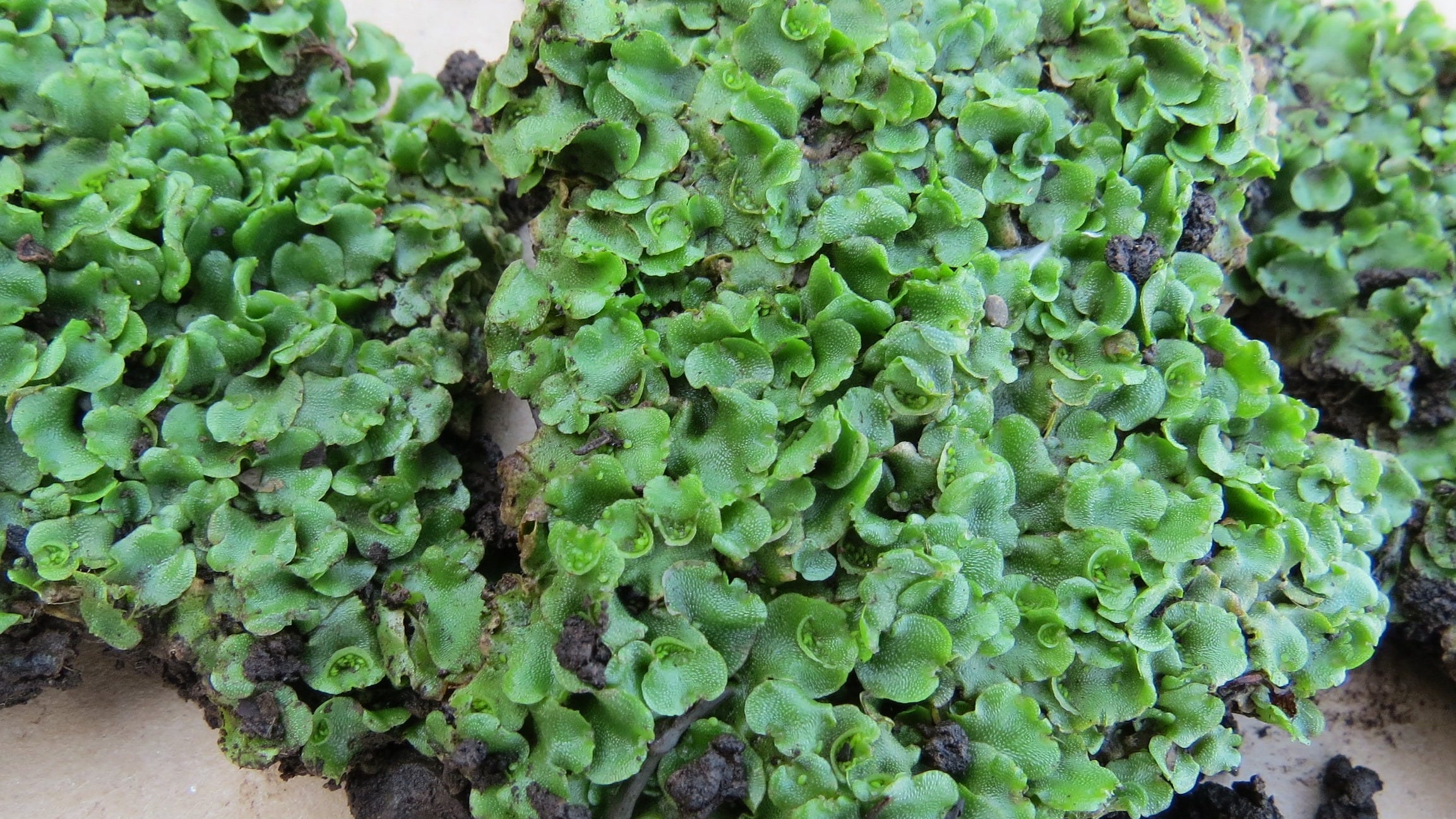 Liverworts Plants
