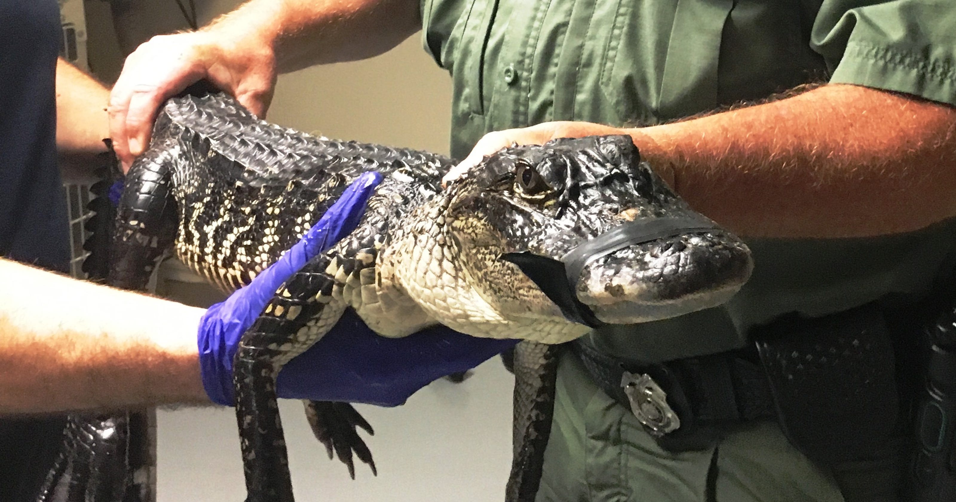 Alligators, armadillos and other critters you might not expect in Tennessee