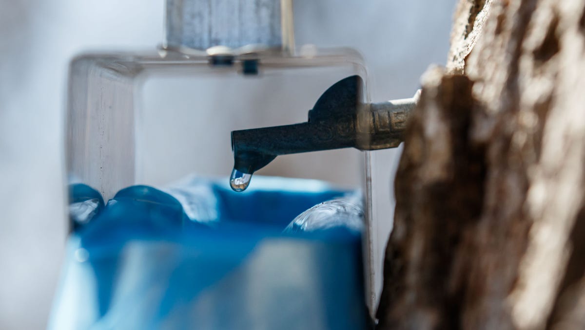 Maple-tapping workshop at Wehr Nature Center in Franklin
