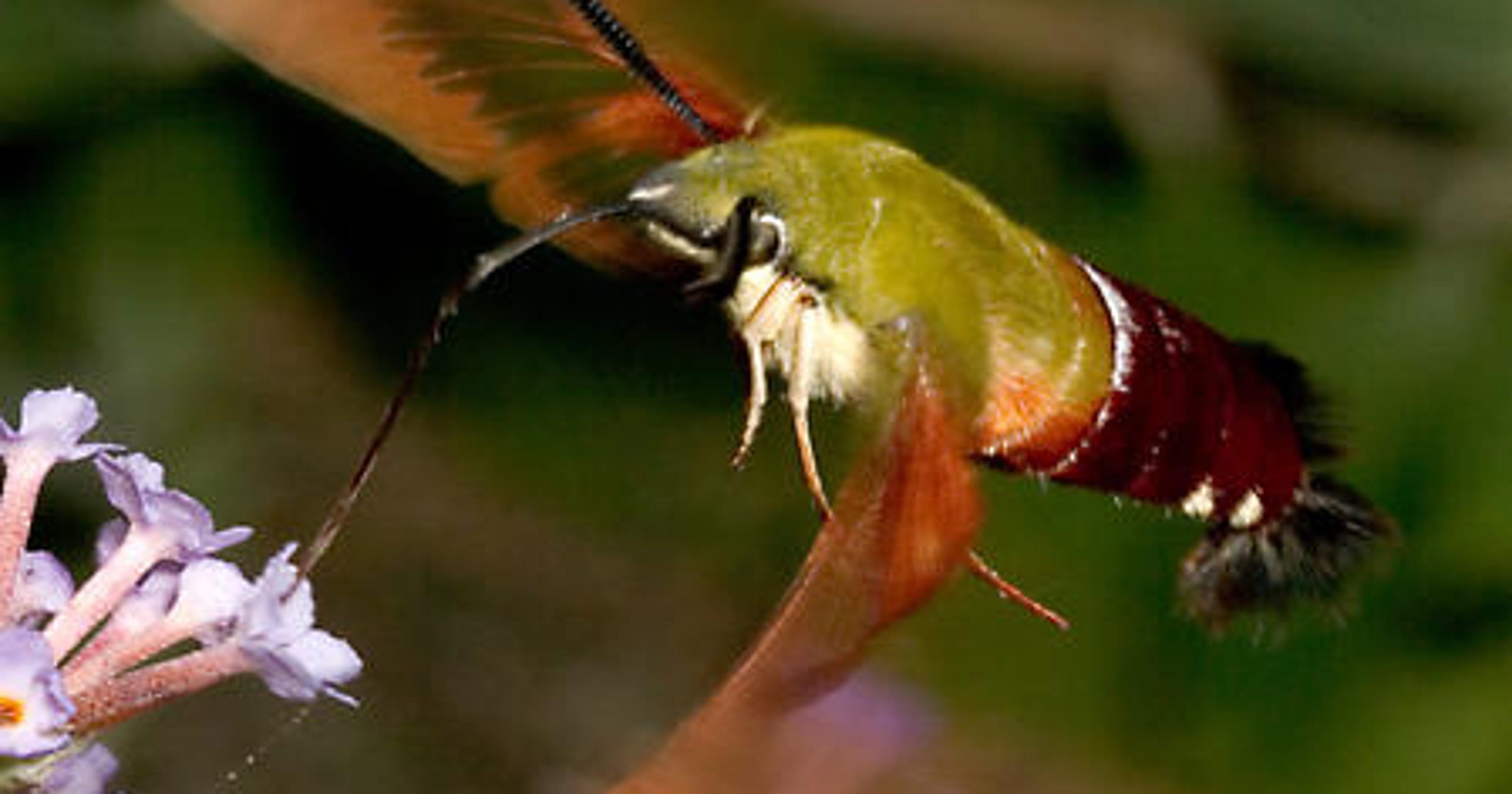 Hummingbird moths liven up flowers