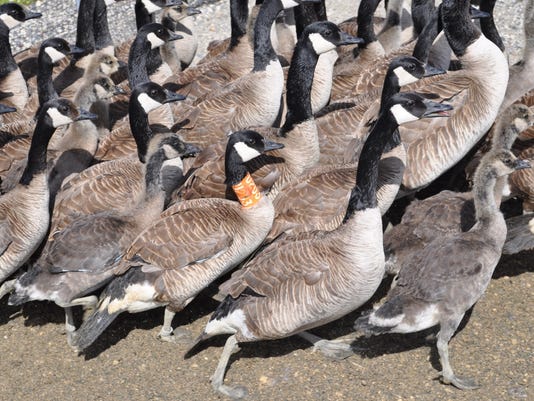 Paul Smith: Canada geese flocking for molt migration