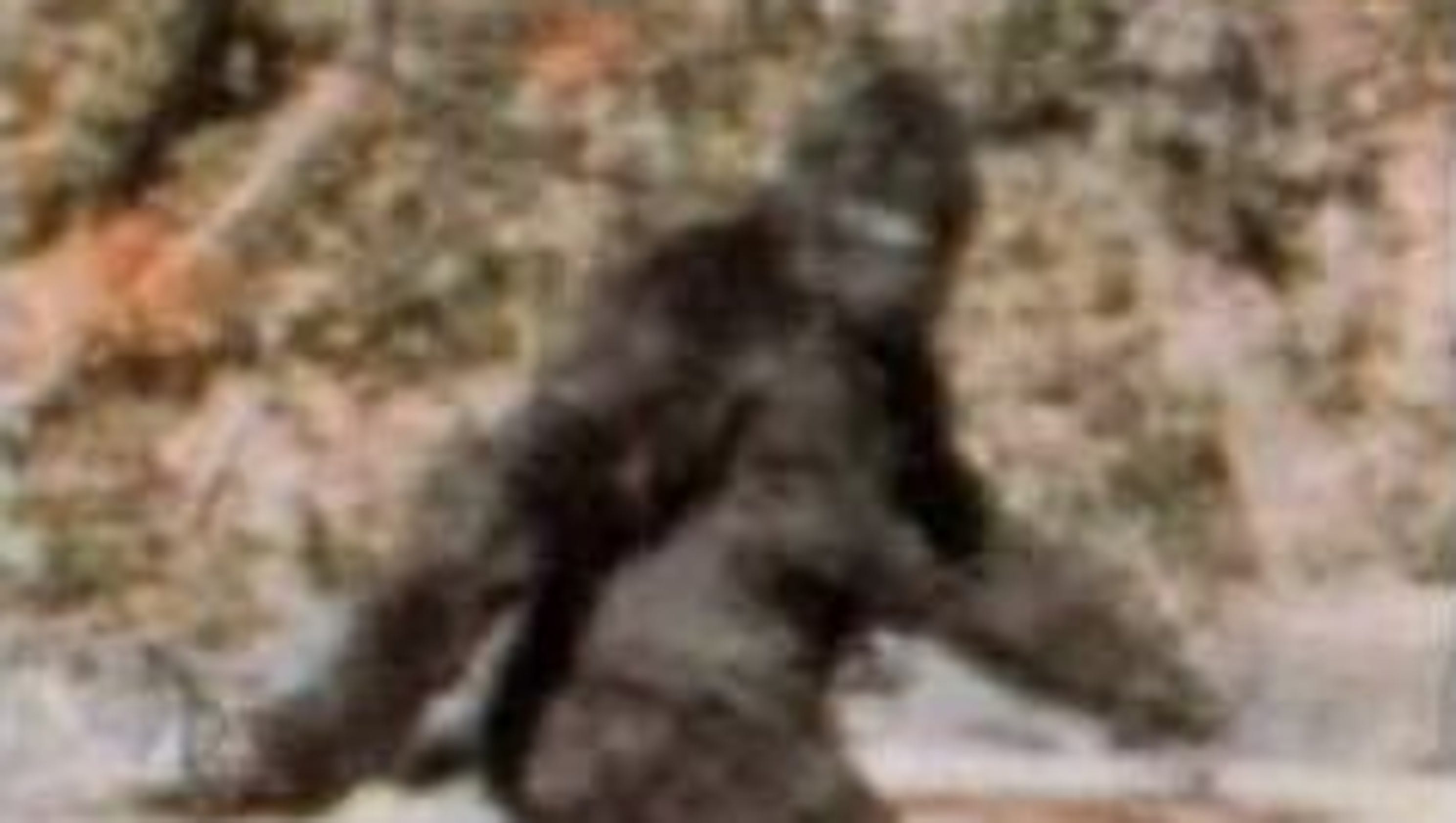 Idaho woman says she crashed because she saw a sasquatch