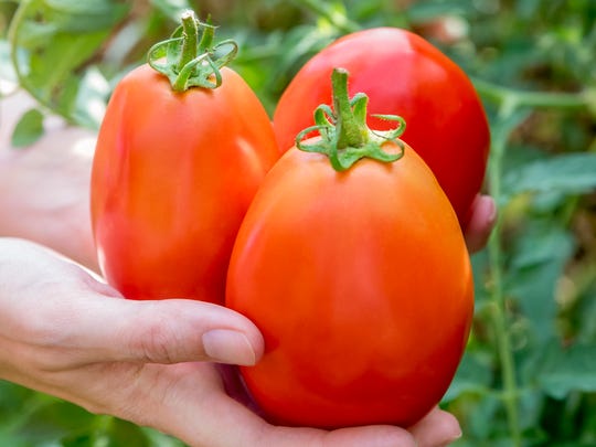 The Hoosier Gardener: Tasty tomatoes worth space, effort