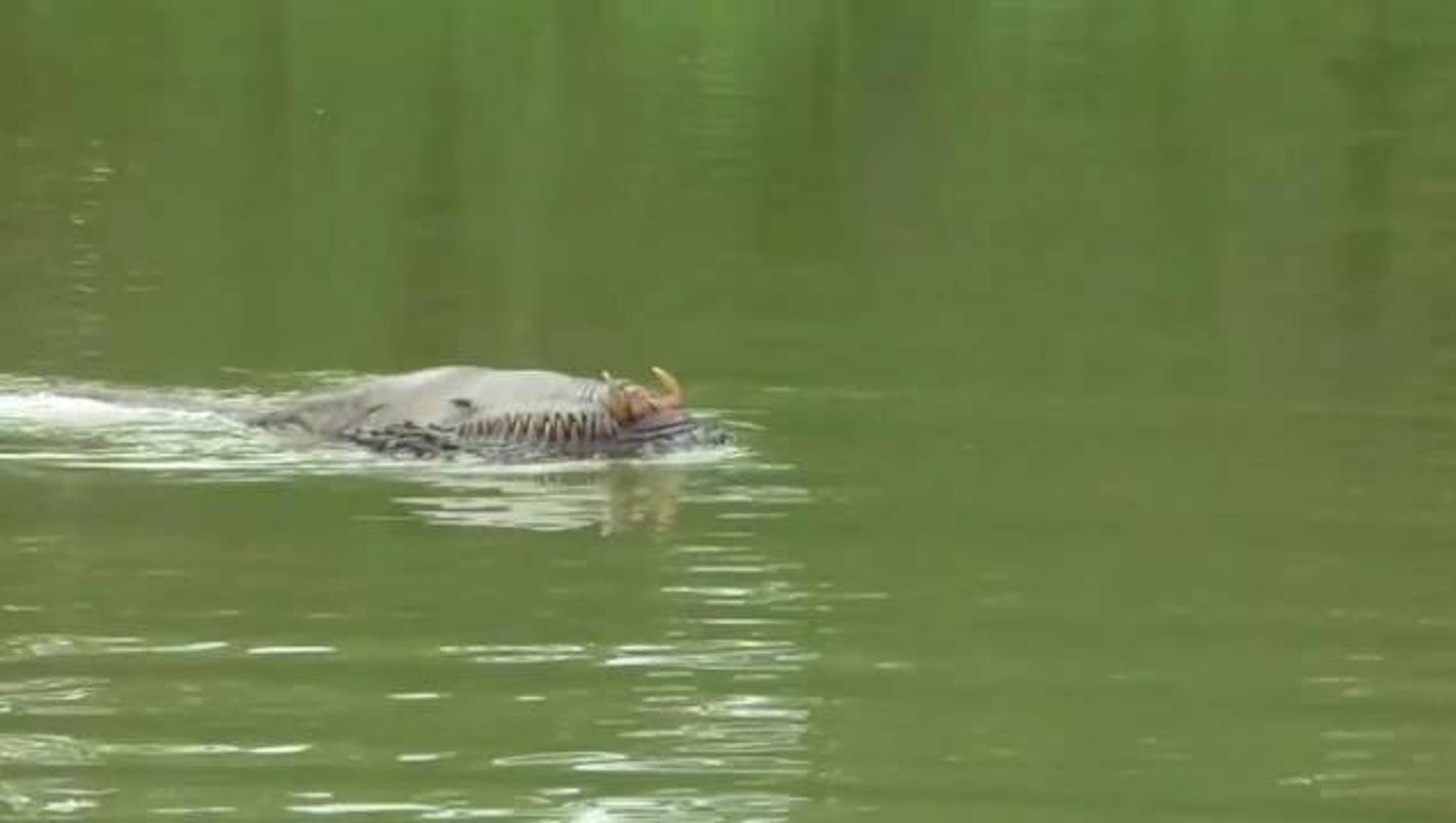 MDC clears the air over bizarre creature purportedly seen at Lake ...