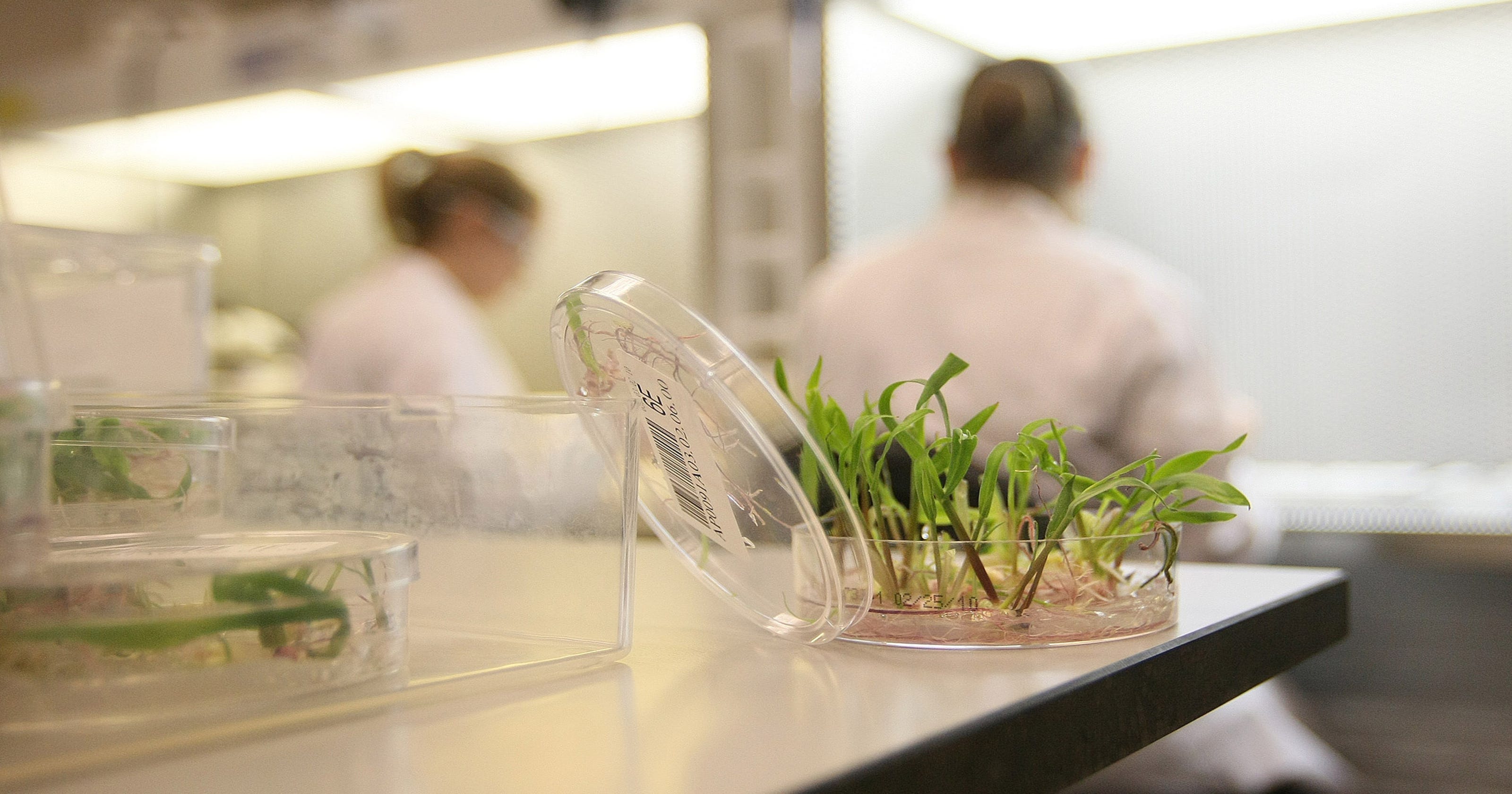 DuPont Pioneer will become Corteva Agriscience, DowDuPont says