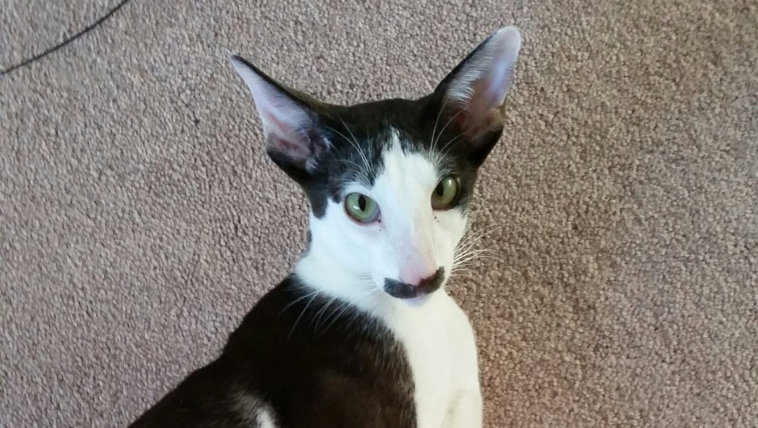 Stache the cat's claim to fame: Looks like Tom Selleck