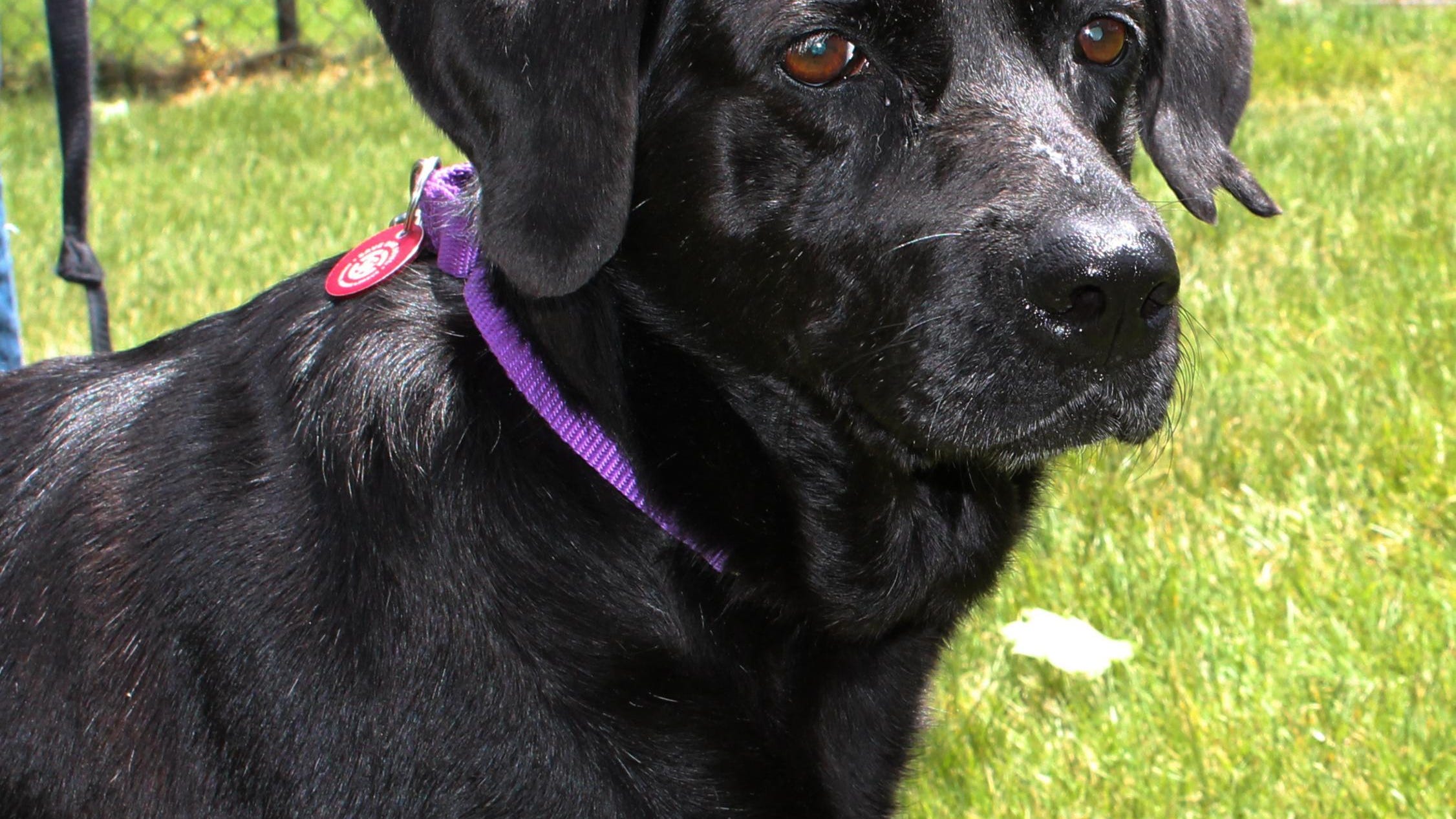 Pet of the week: Gentle Janet needs a playmate