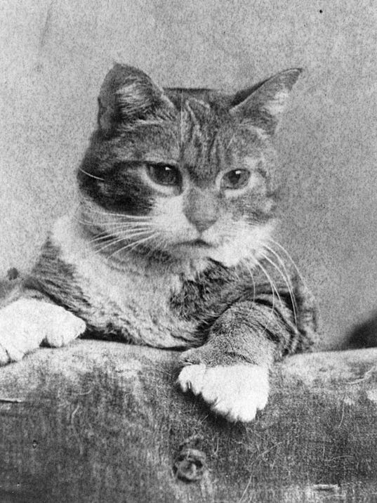 Ithaca Kitty was a success across America