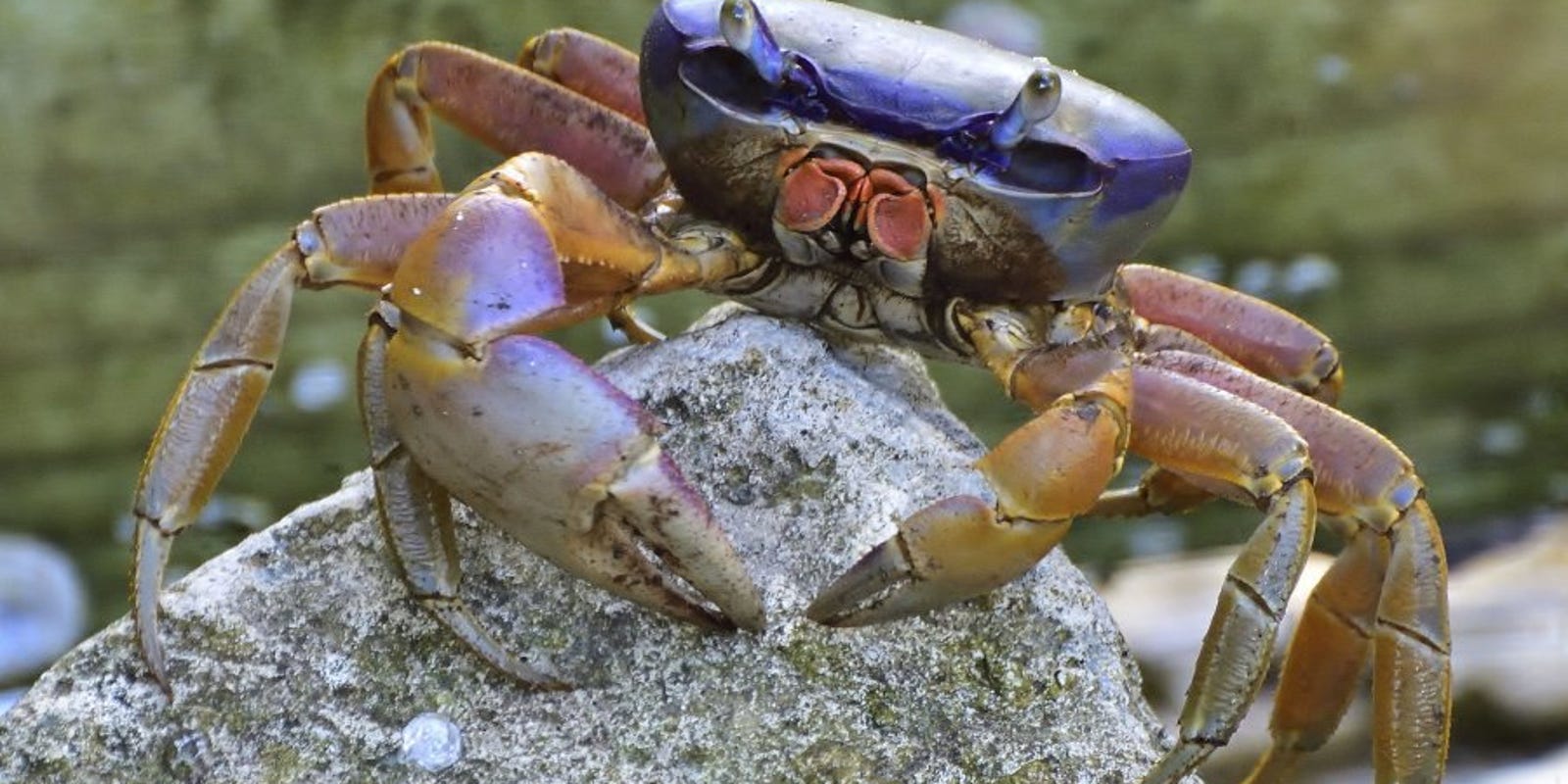 Land crabs spend most of their time out of sight, until September