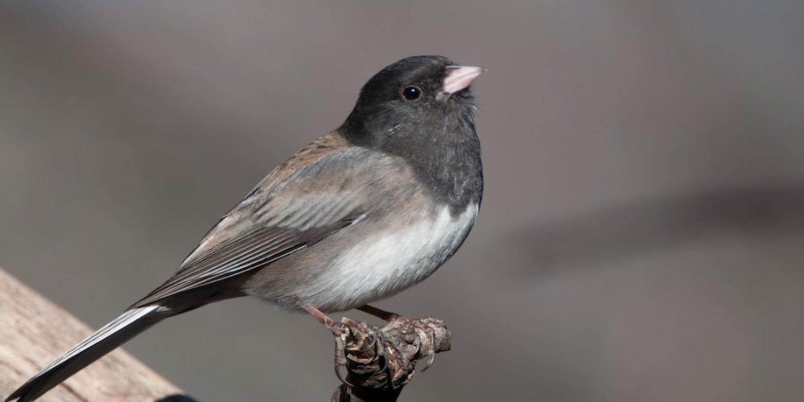 Bird Words: Dark-eyed juncos arrive for the winter