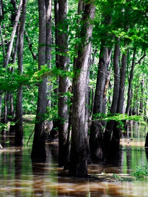 Tennessee's auto plant ambitions could harm Hatchie River