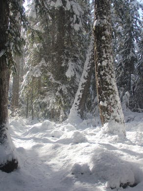 7 best snowy waterfall hikes and snowshoe trips in Oregon