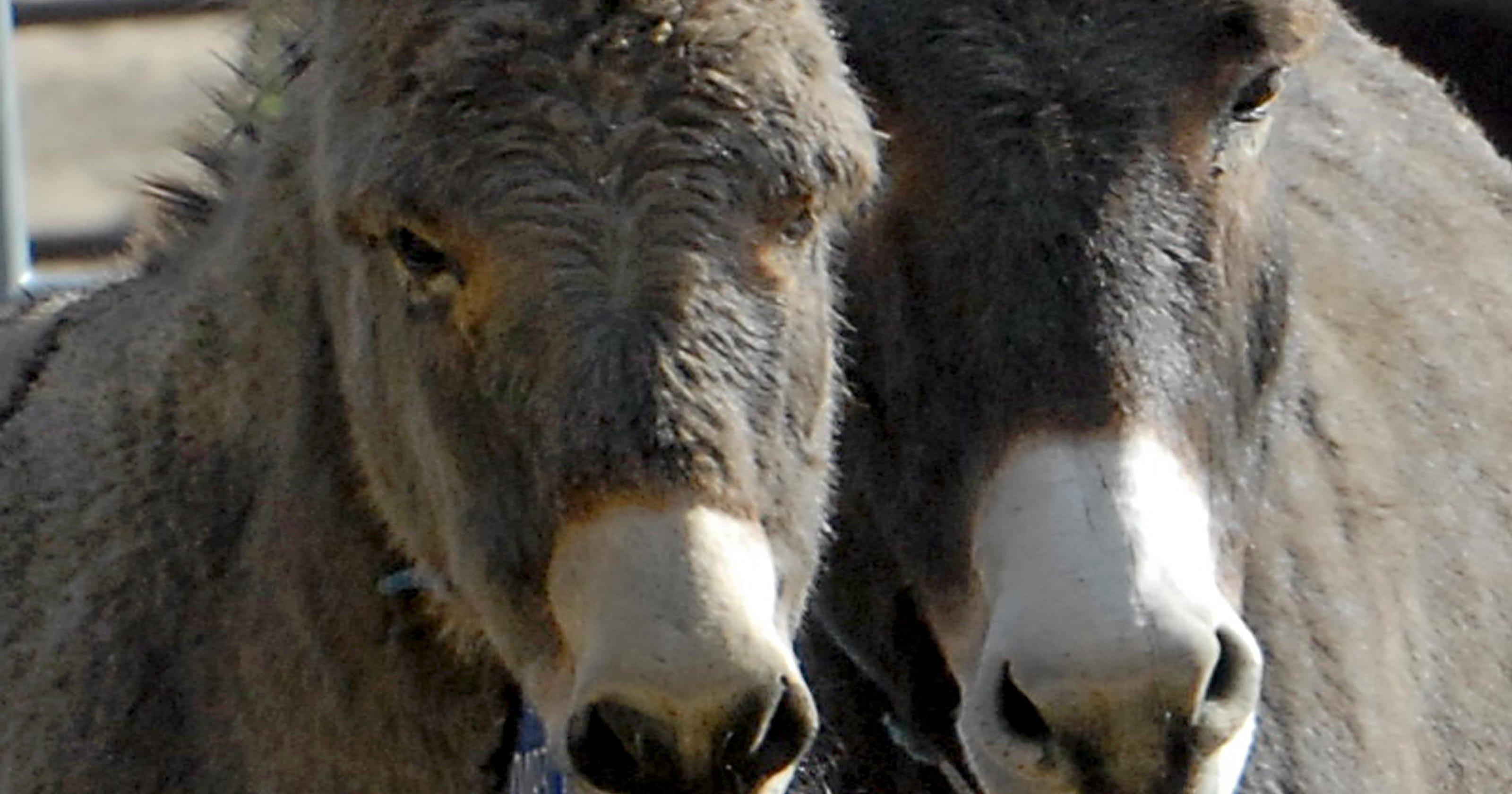 Feds to corral wild burros in rural Nevada west of Las Vegas