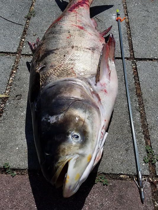 Invasive species bighead carp just discovered in Bull Shoals Lake