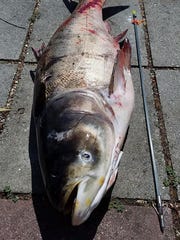 Invasive species bighead carp just discovered in Bull Shoals Lake