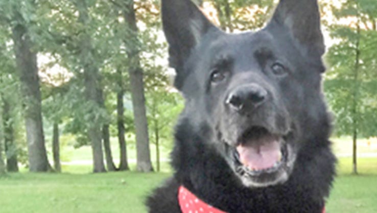 25 most heroic dogs in America