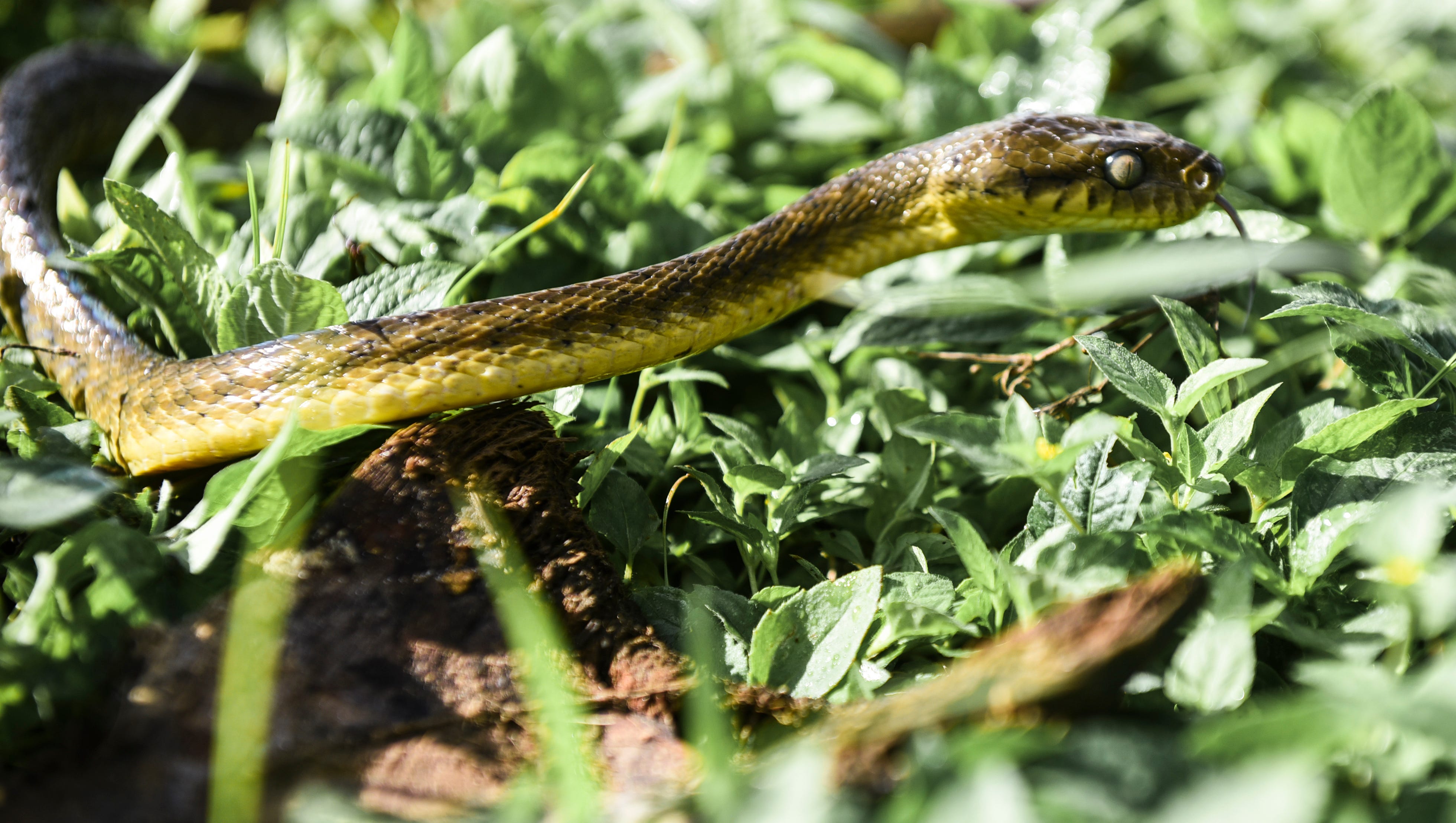 OUR VIEW: Help Guam get rid of the brown tree snake