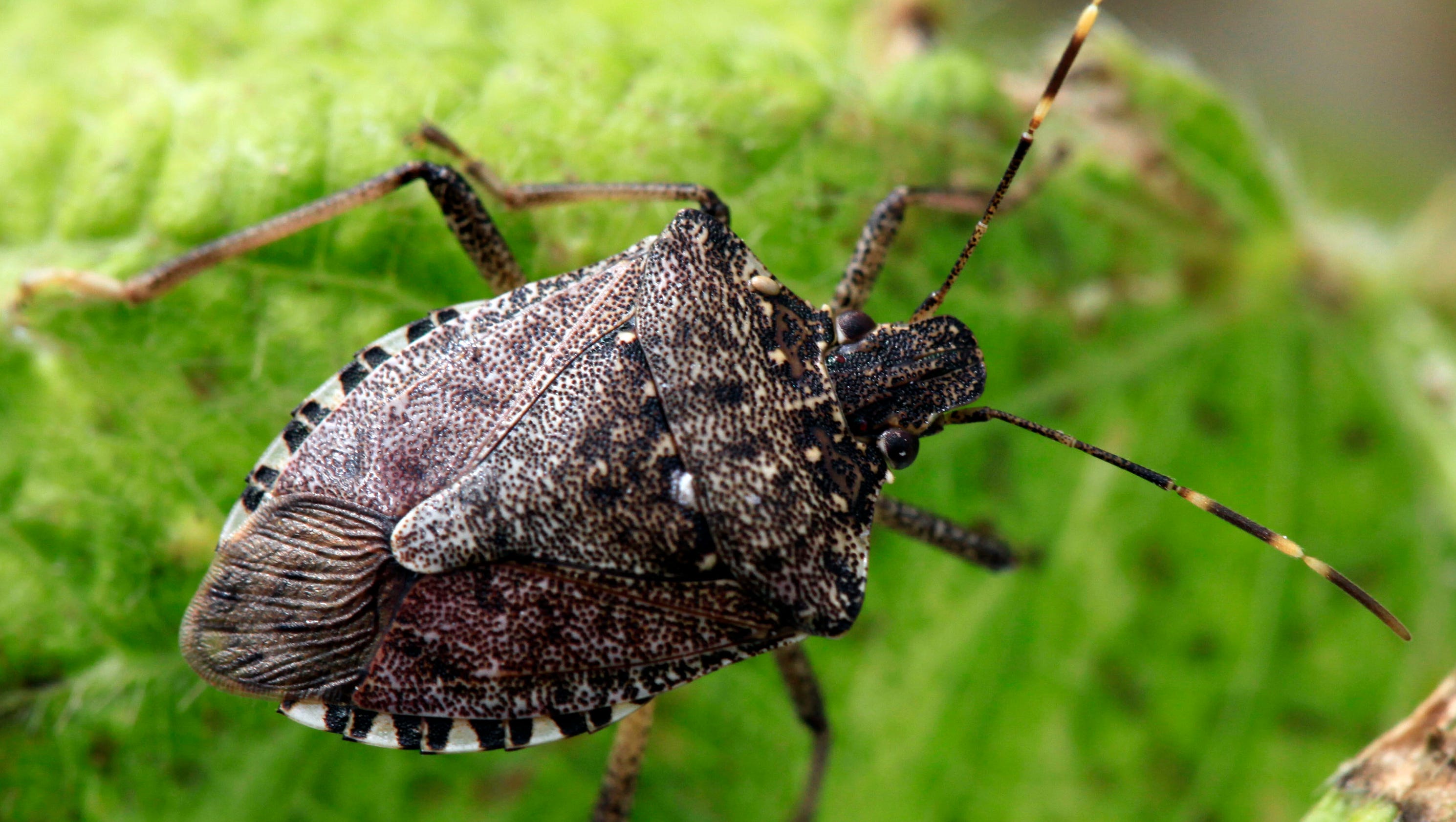 Invasive Insect s Aroma Annoys Some Michigan Homeowners invasive-insect-s-aroma-annoys-some-michigan-homeowners