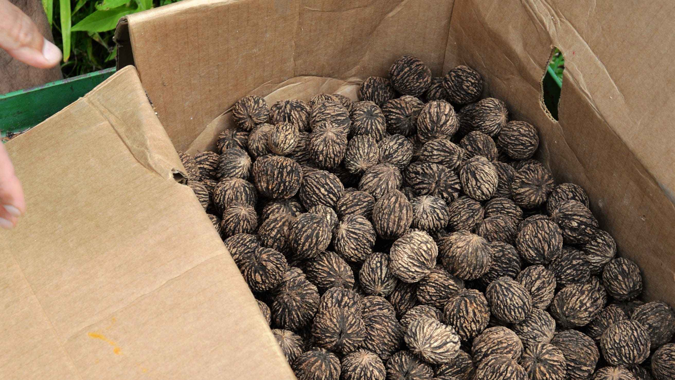 Nut farming hard to crack in Vermont